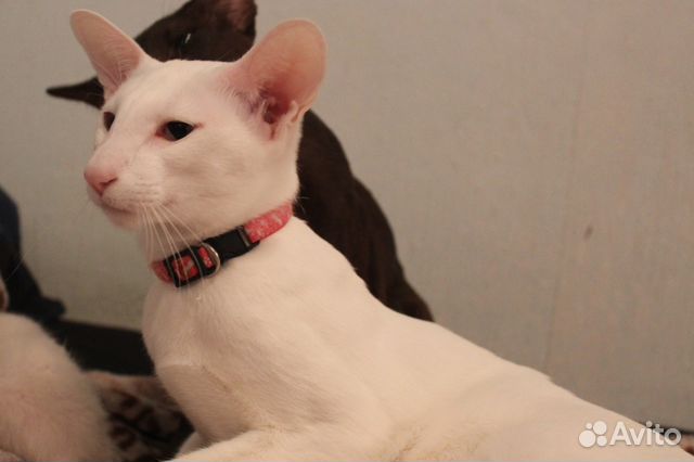 Ищем Жениха