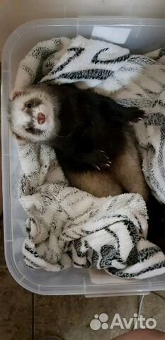 Отдам мальчишку в хорошие руки