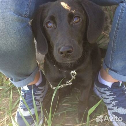 Английский спаниель смешанный с дворнягой