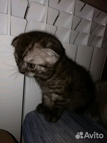 Британский котенок