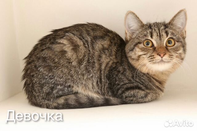 Ласковая девочка, 4,5 мес, стерилизована