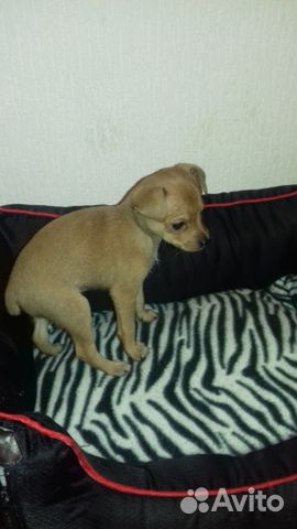 Милые мини тойчики