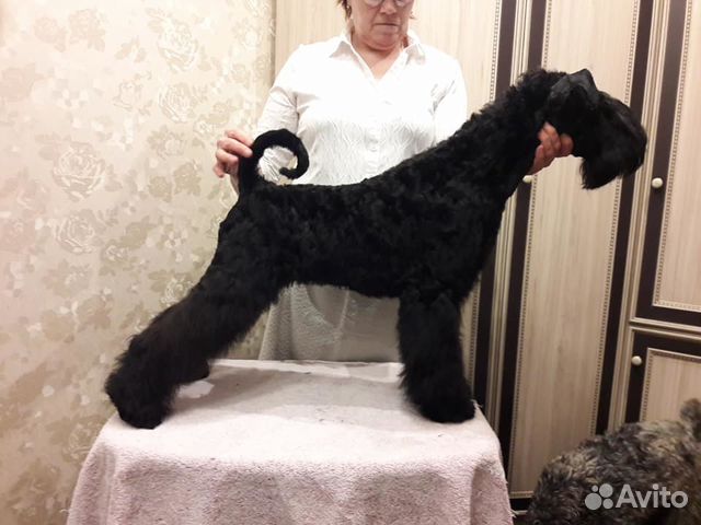 Щенки Керри блю терьера