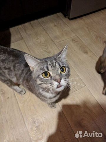 Отдам кота в добрые руки