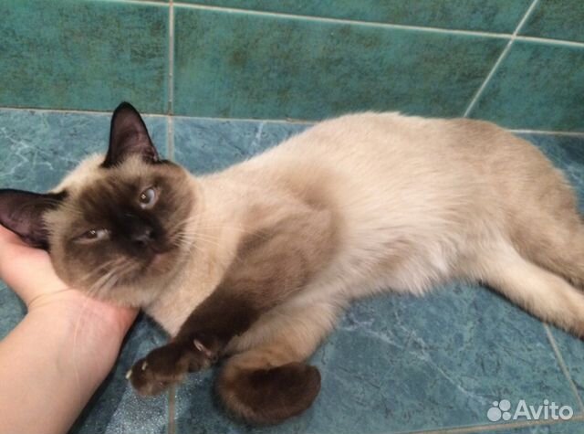 Сиамский котик