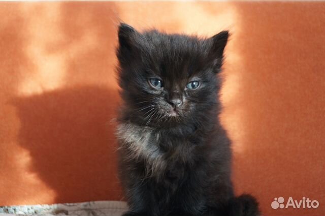 Шотландский котенок