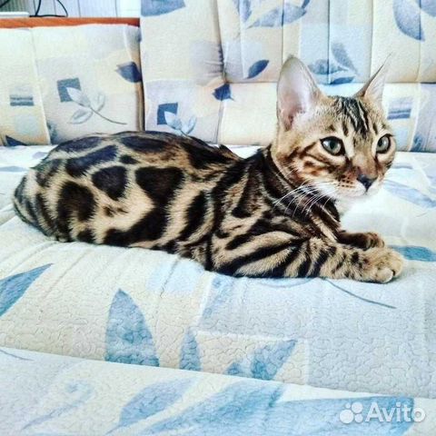 Бенгальские котята