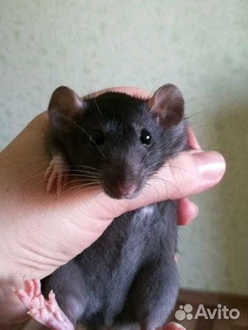 Крыса дамбо