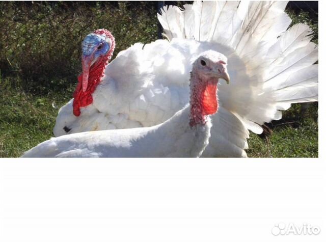 Индейка на мясо