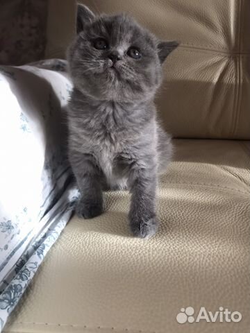 Пушистые хвостики