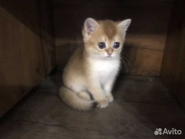 Золотая британская шиншилла