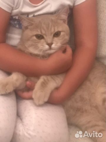 Кошка британка без документов