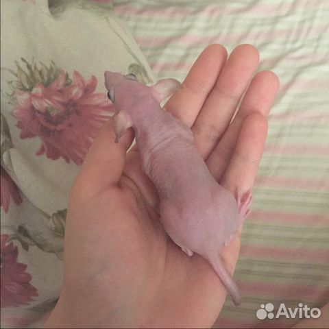 Милая лысая крыска ищет дом