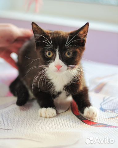 Котенок девочка отдам в дар в хорошие руки