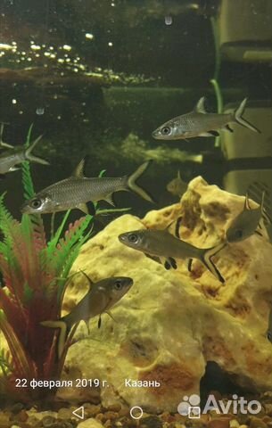 Аквариумая рыба - акулий бала