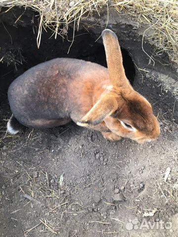 Крол Рекс Кастор