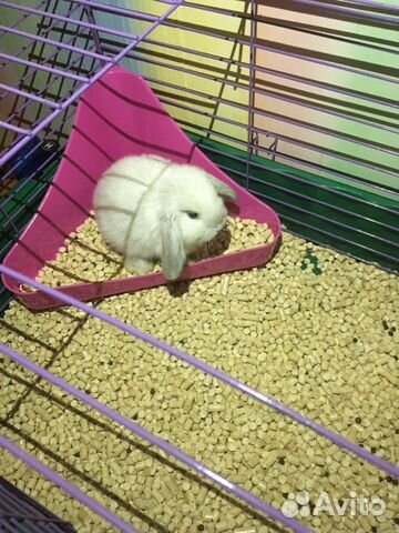Кролик вислоухий. Белого цвета