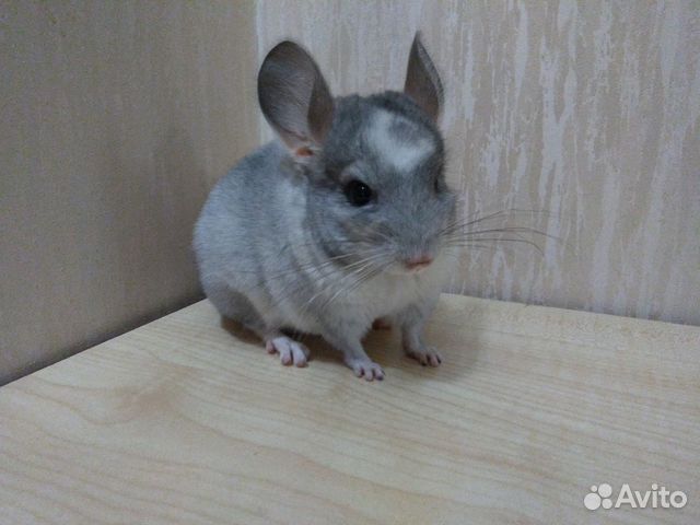 Шиншилла Белый Вильсон Мозаика