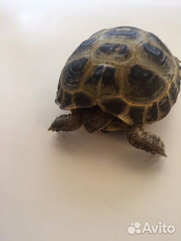 Черепаха степная