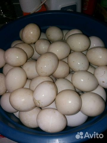 Бройлер,яйцо и цыплята