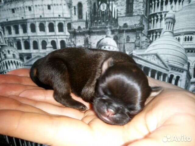 Брабансон, Брабантский гриффон, пти брабансон