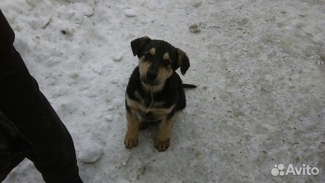 Щенки братишки