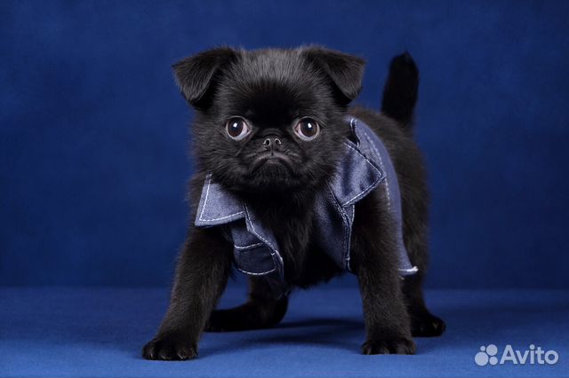 Мини Мальчик Пти брабансон