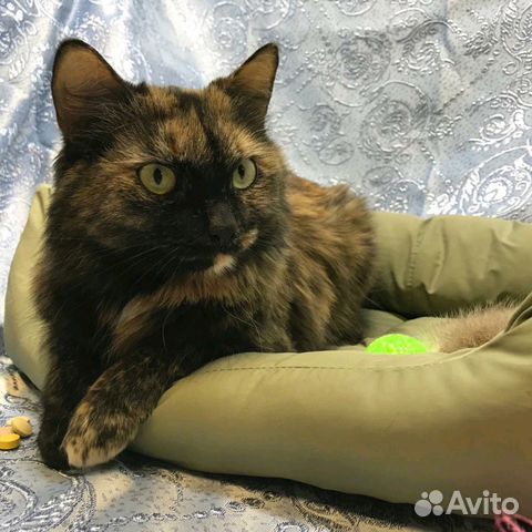 Кошка Афина 2 года стерильная