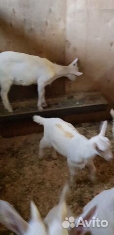 Козлята зааненской породы