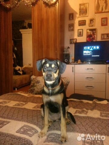 Отдам в добрые руки