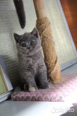 Продаются британские котята