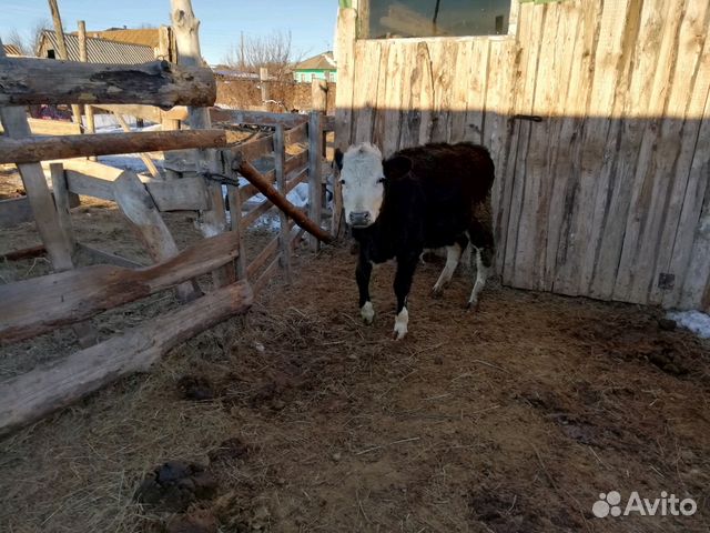 Продам телку годовалую