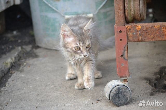 Милейший котёнок в добрые руки