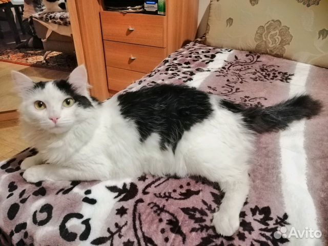 Котик Мартин в добрые руки