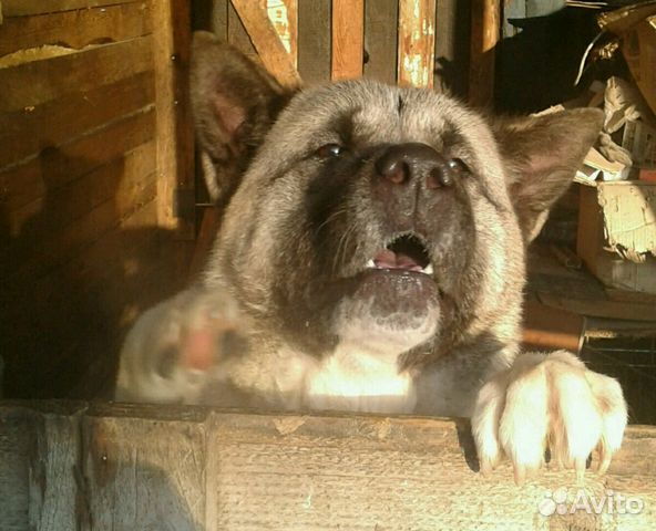 Продаю собачек