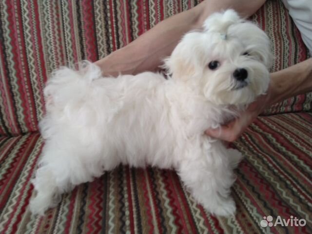 Щенки мальтезе (2 мальчика)