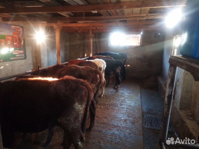 Бычки телки на откорм