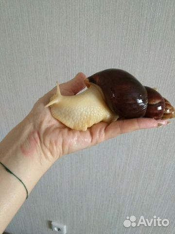Улитки Ахатины