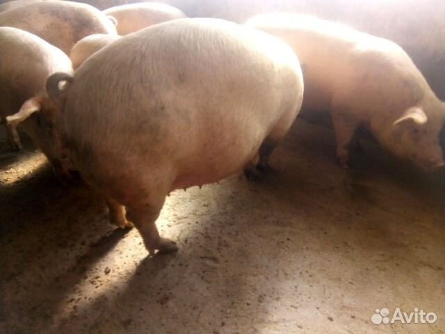 Свиноматки крупно белые супоростные