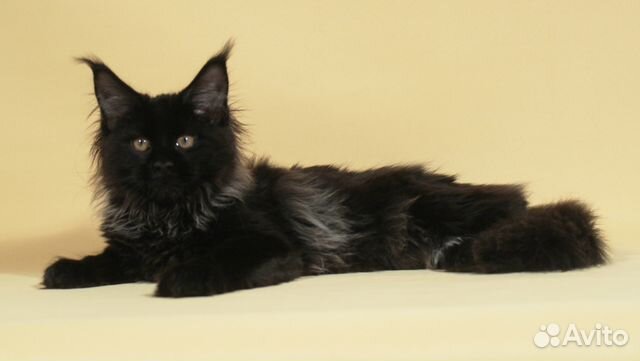 Мейн-кун яркие породные котята