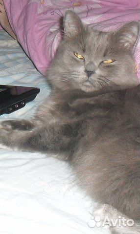 Отдам в хорошие и добрые руки