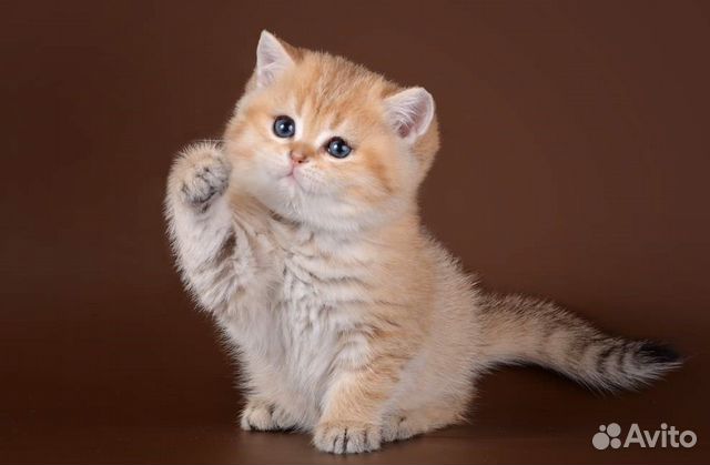 Золотая шиншилла Монти британский котенок
