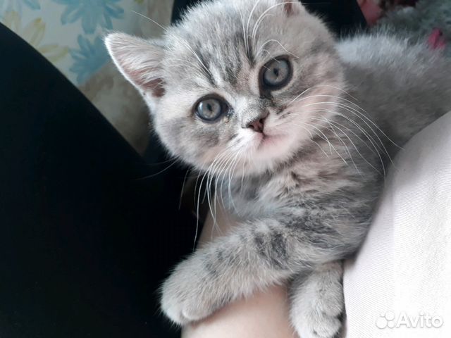 Продам котеночка