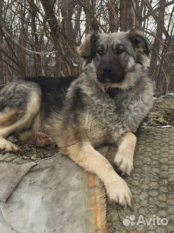 Ищем ответственного хозяина