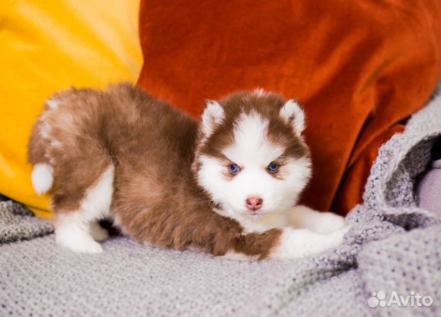 Апельсиновый Плюшевый Мальчик и Другие