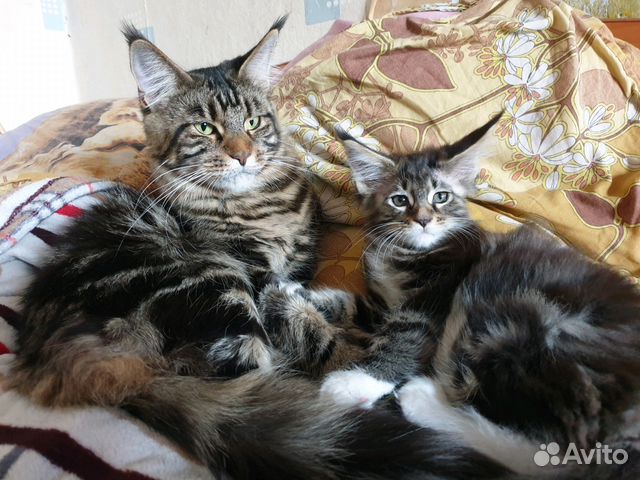 Котенок мейн-кун
