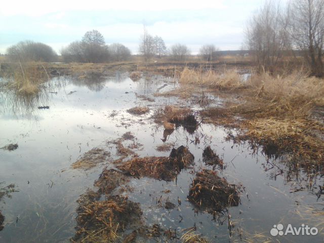 Утка кряква(для охоты или на завод)