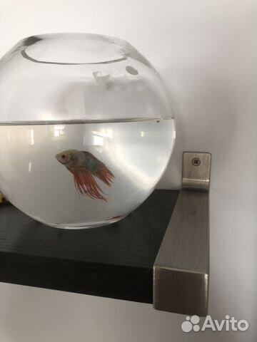 Отдам бесплатно рыбку - петушка