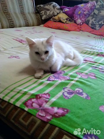 Котенок