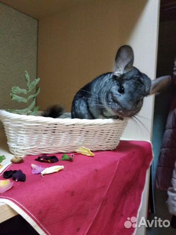 Шиншилла с большой клеткой и принадлежностями, кор
